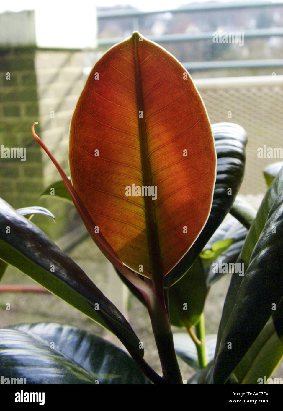 Gum tree ficus melanie ficus hi-res stock photography and images - Alamy