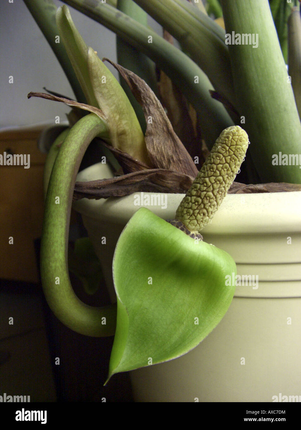 Aroid Palm, Fern Palm, Succulent Philodendron, Golden Tree, Zanzibar ...