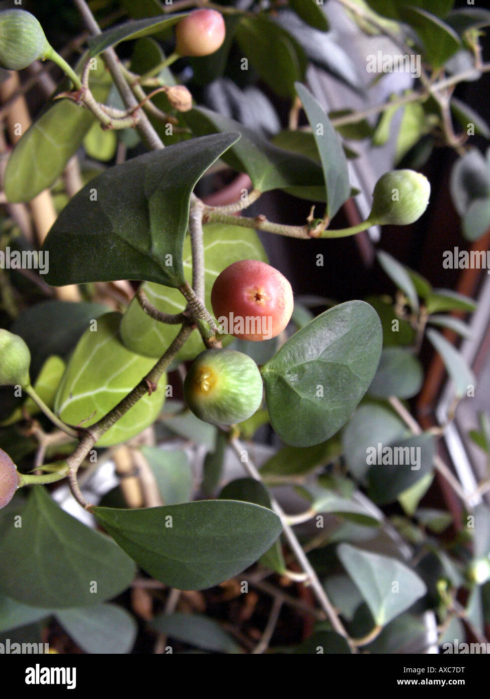Mistletoe Fig (Ficus deltoidea), potted plant with fruits Stock Photo ...