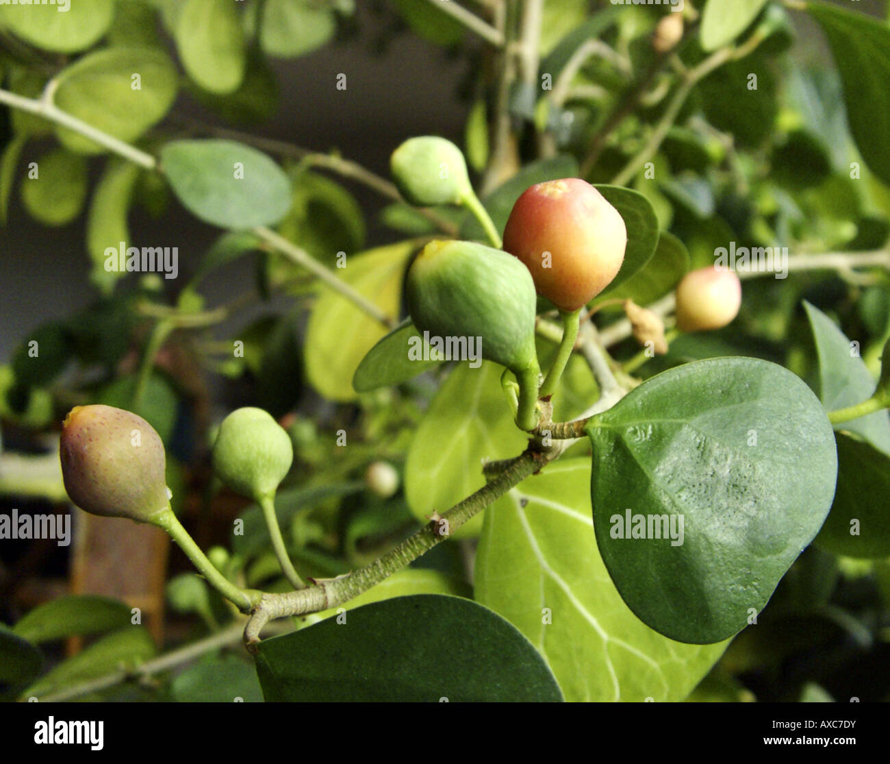 Mistletoe Fig (Ficus deltoidea), potted plant with fruits Stock Photo ...