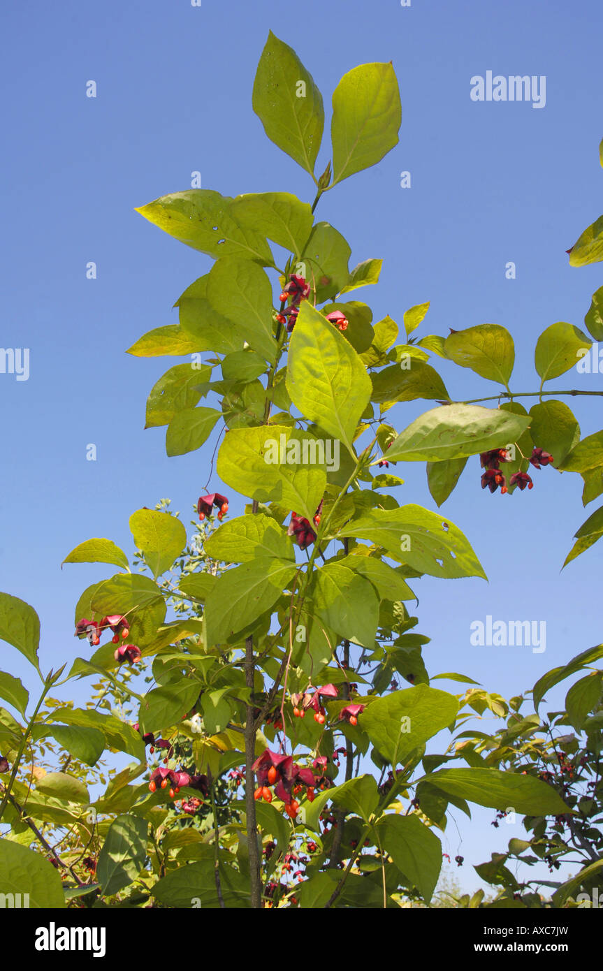 Dingle dangle hi-res stock photography and images - Alamy