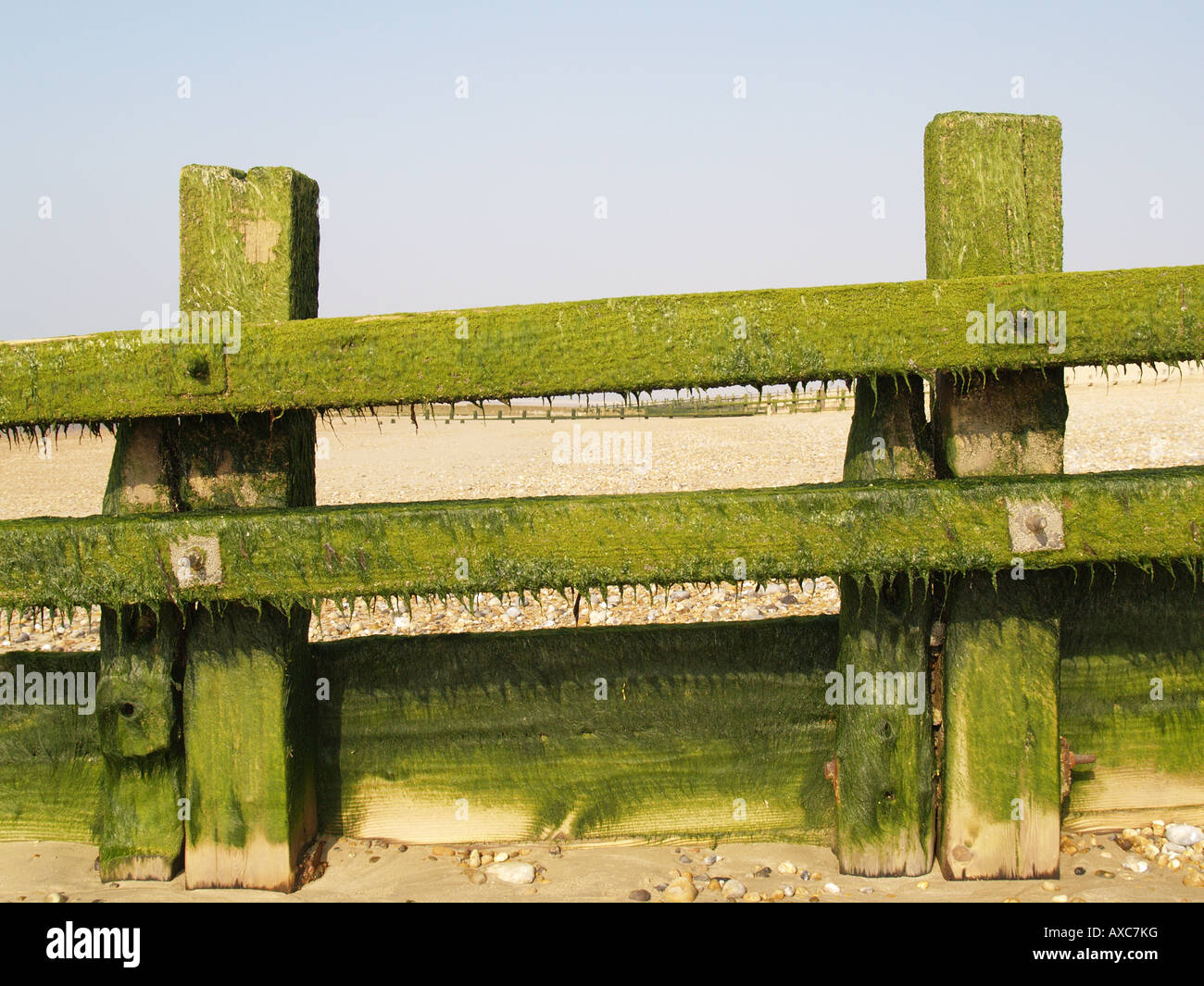 lichen wooden wood sea defence beach sandy camber sands kent england ...
