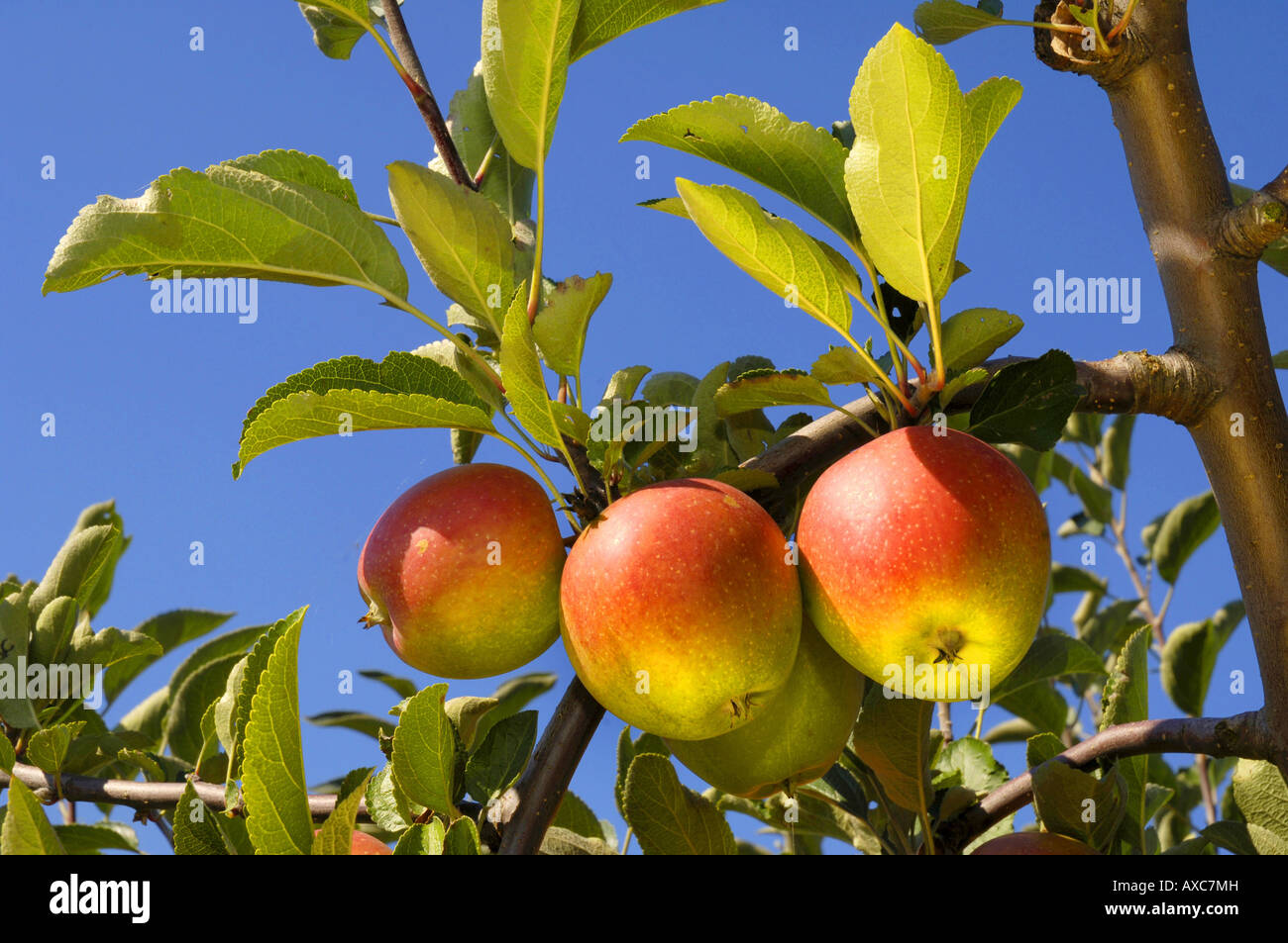 Breaburn apple hi-res stock photography and images - Alamy
