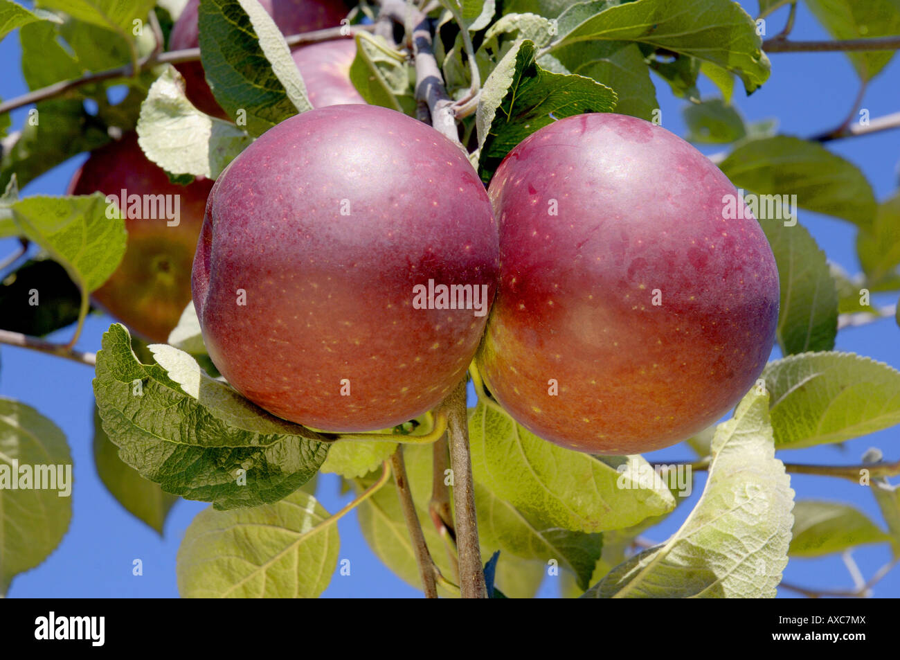 apple tree (Malus domestica 'Red Winter', Malus domestica Red Winter ...