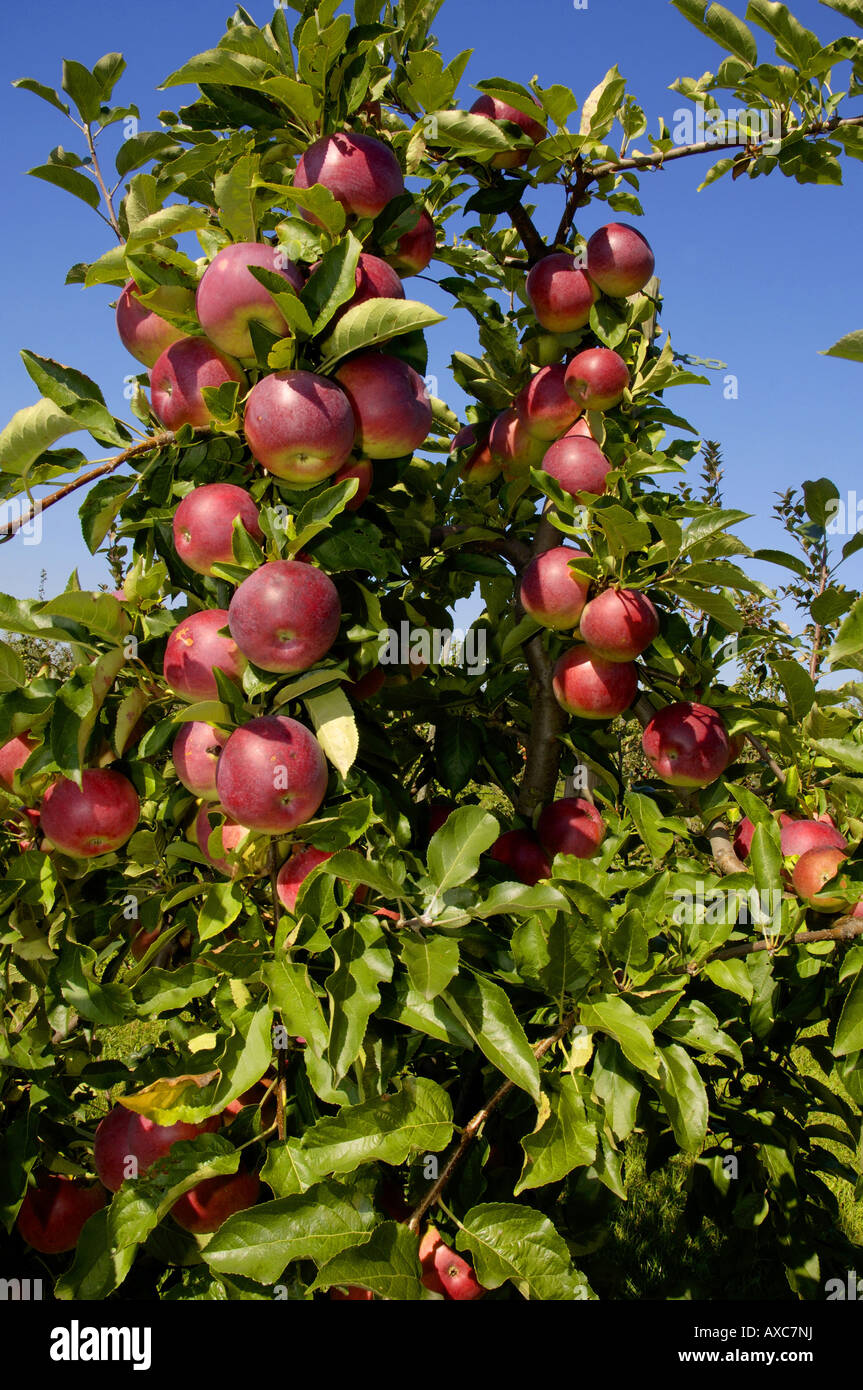 Domestica ping hi-res stock photography and images - Alamy