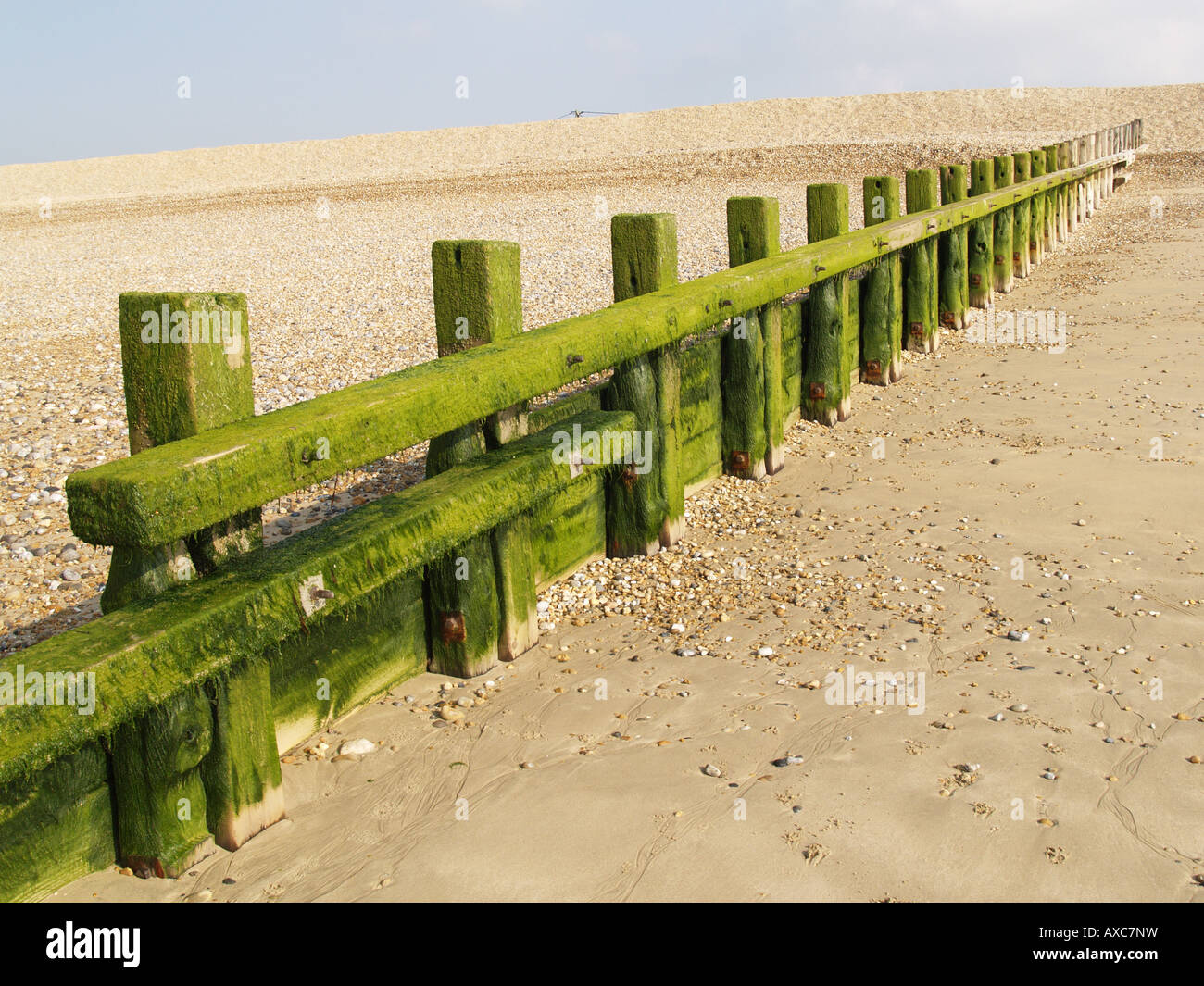lichen wooden wood sea defence beach sandy camber sands kent england ...