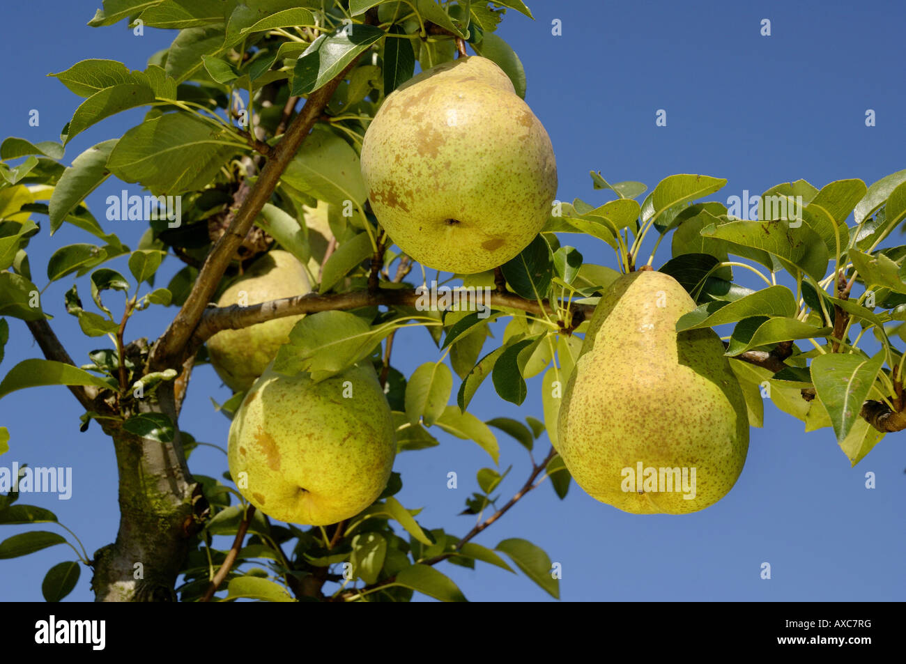 common pear (Pyrus communis 'Highland', Pyrus communis Highland), pear ...
