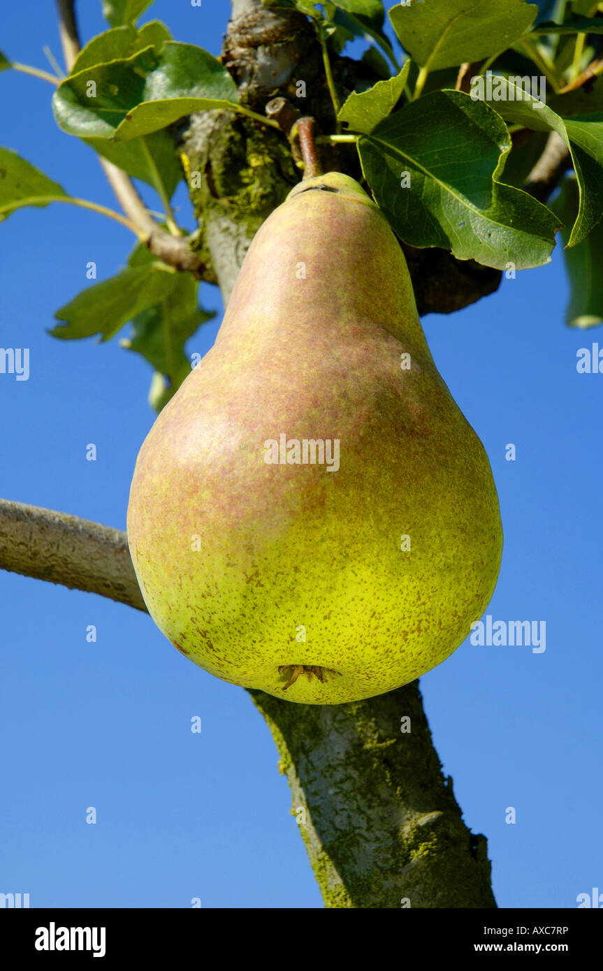 common pear (Pyrus communis 'Concorde', Pyrus communis Concorde), pear ...
