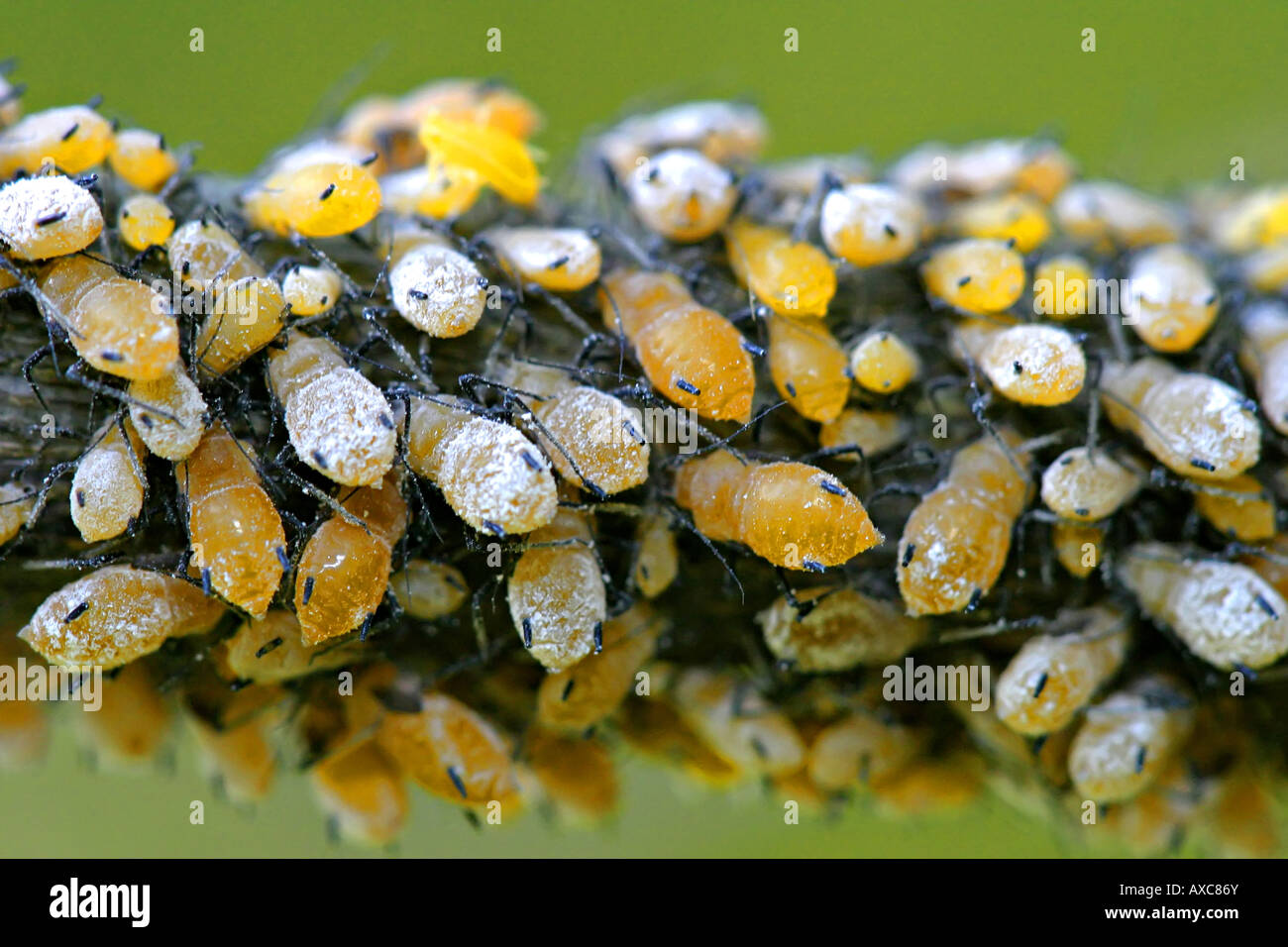 Theyoung insect hi-res stock photography and images - Alamy