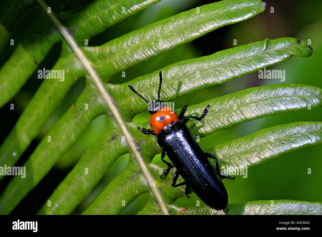 The wooden scoop insect hi-res stock photography and images - Alamy