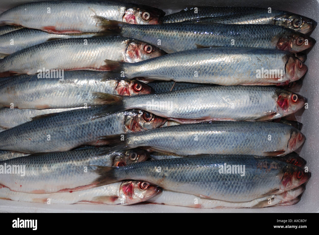 fresh herring ready for the table Stock Photo - Alamy