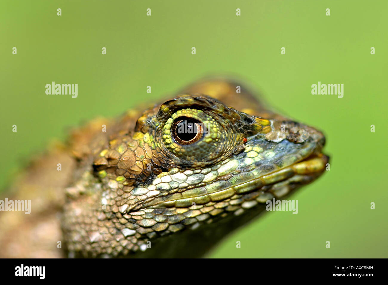 Forehead of lizard hi-res stock photography and images - Alamy