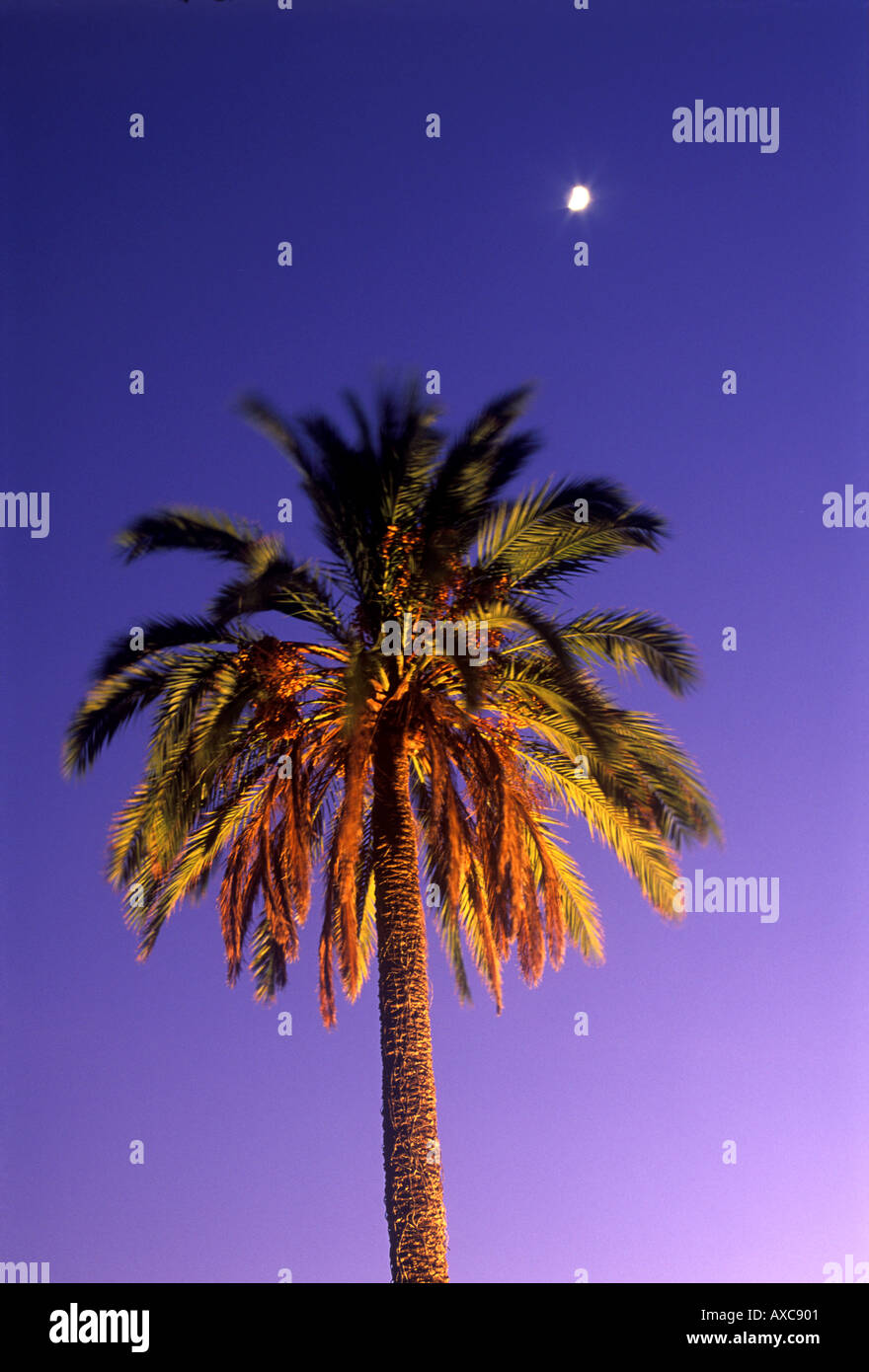 palm tree night moon in sky purple sky floodlit Stock Photo - Alamy