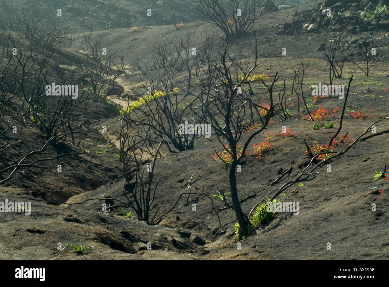New growth forest fire burn area hi-res stock photography and images ...