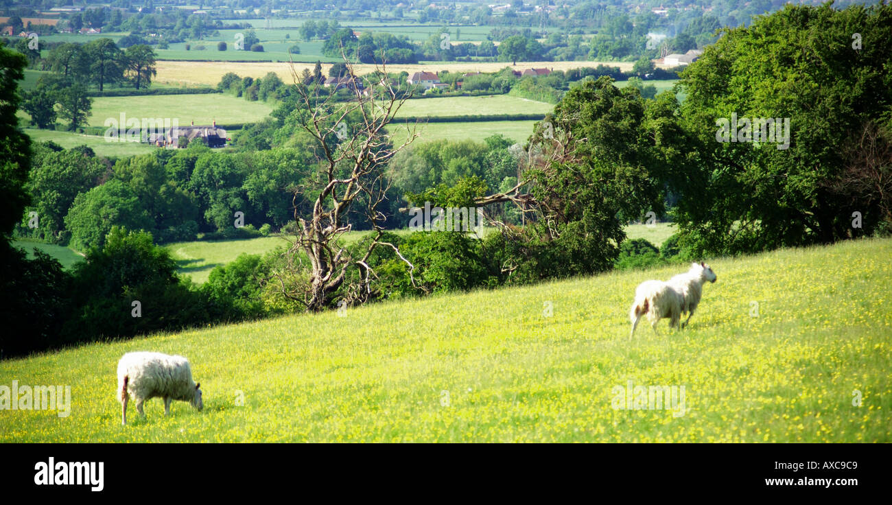 the chilterns views from ridgeway footpath beacon hill sheep Stock ...