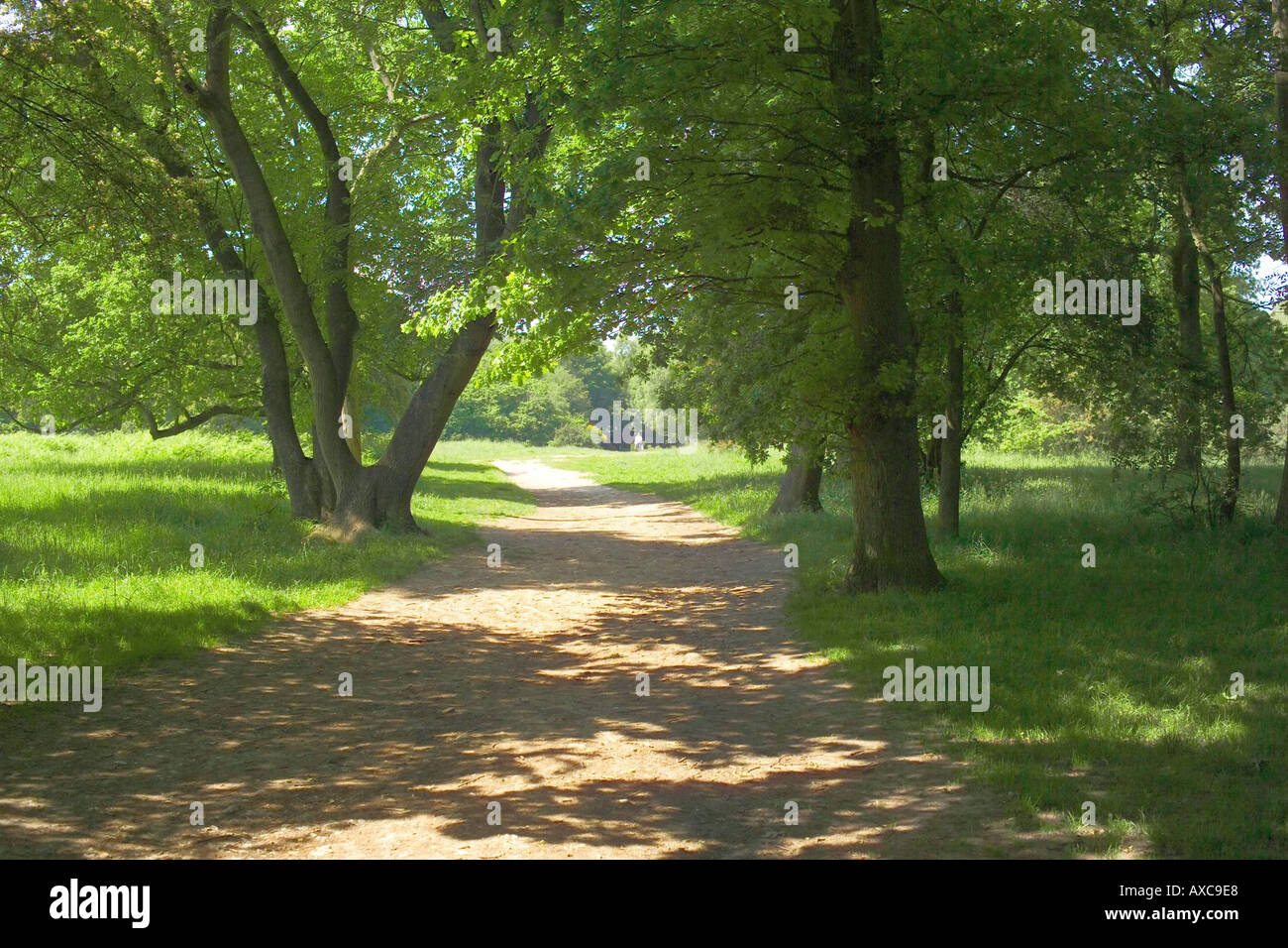 the ridgeway path coombe hill the chilterns buckinghamshire england ...