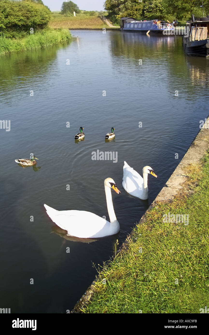 grand union canal tring the chilterns buckinghamshire Stock Photo - Alamy