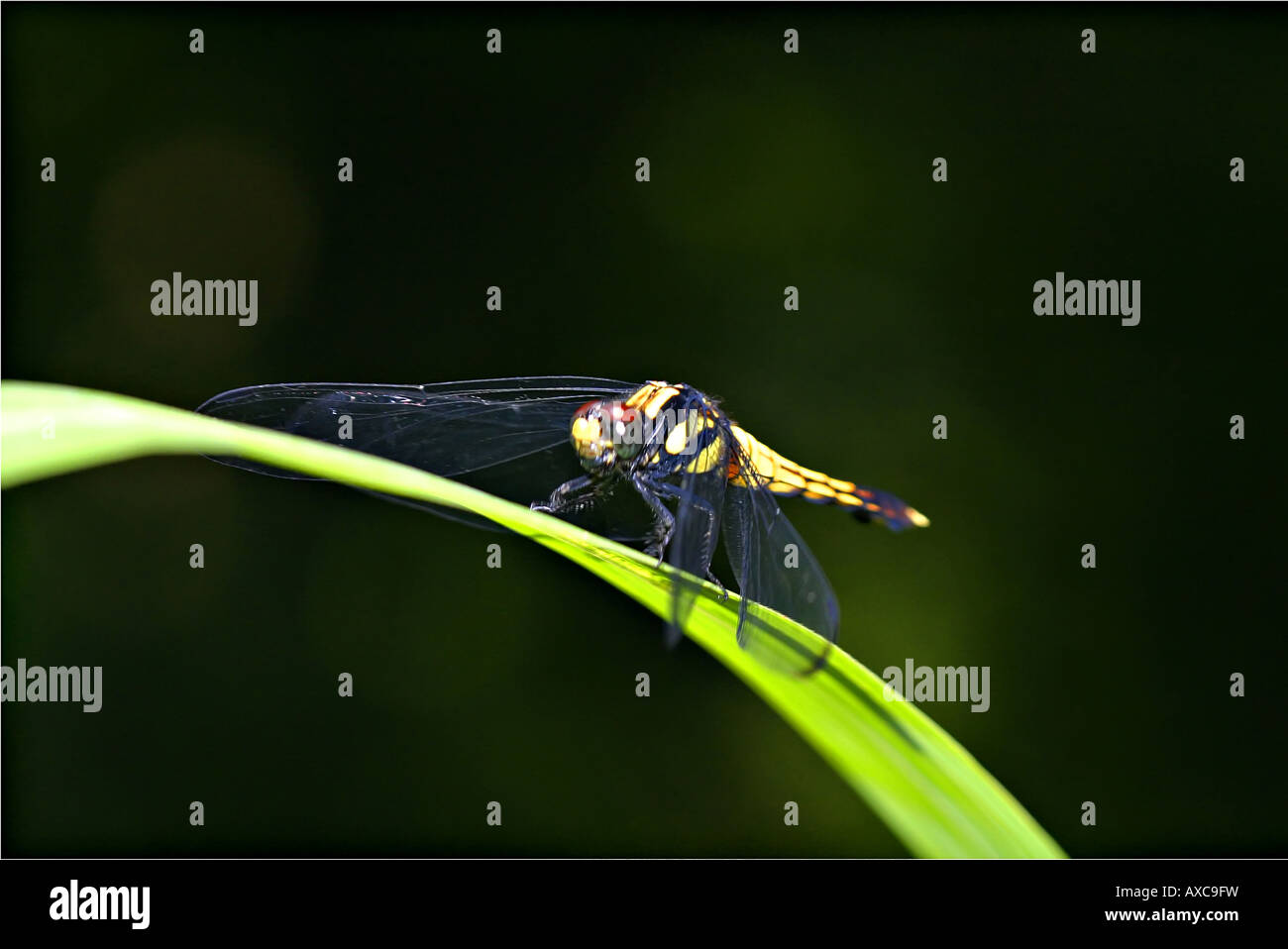 Wooden scoop insect hi-res stock photography and images - Alamy