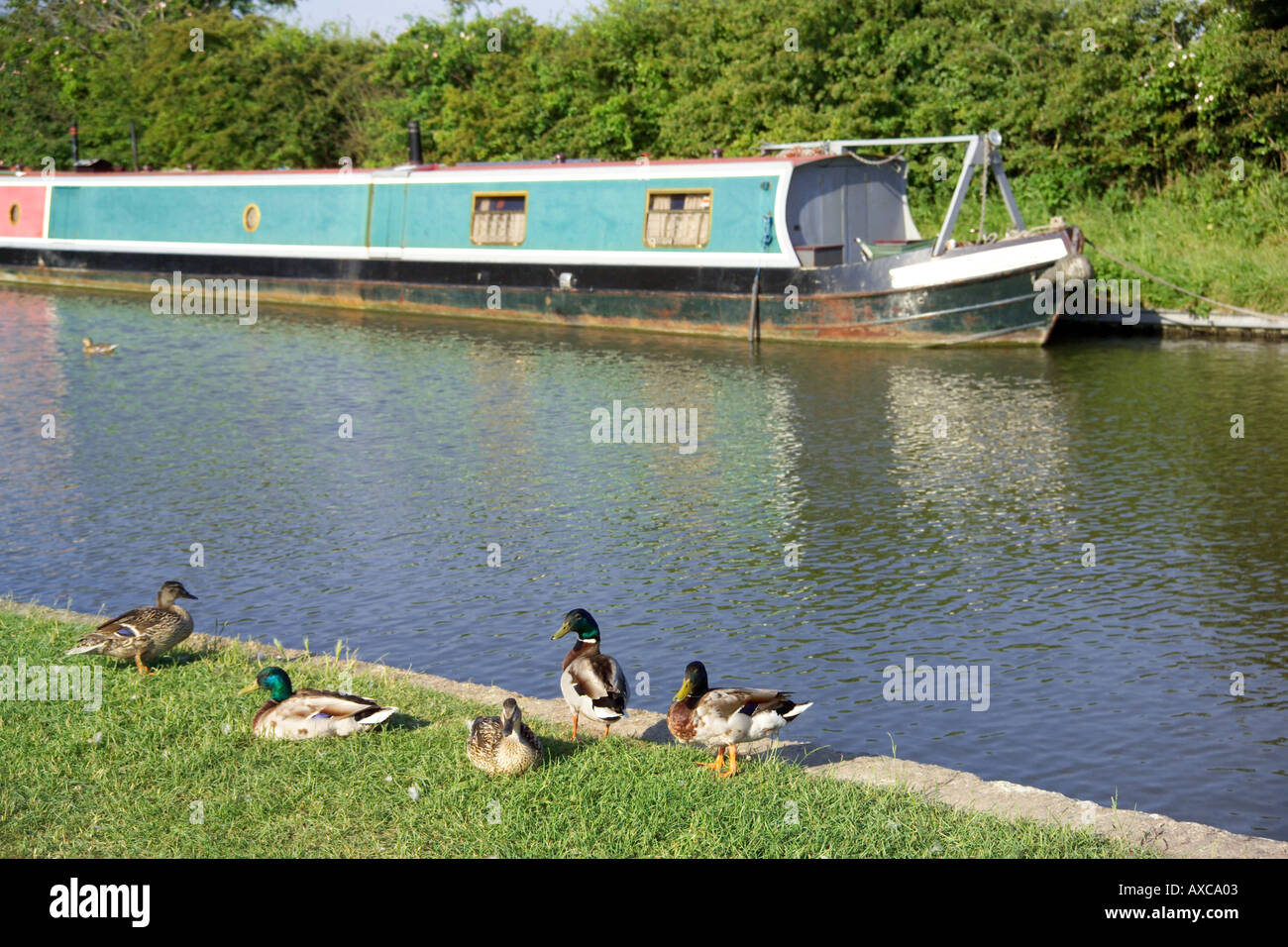 grand union canal tring the chilterns buckinghamshire Stock Photo - Alamy