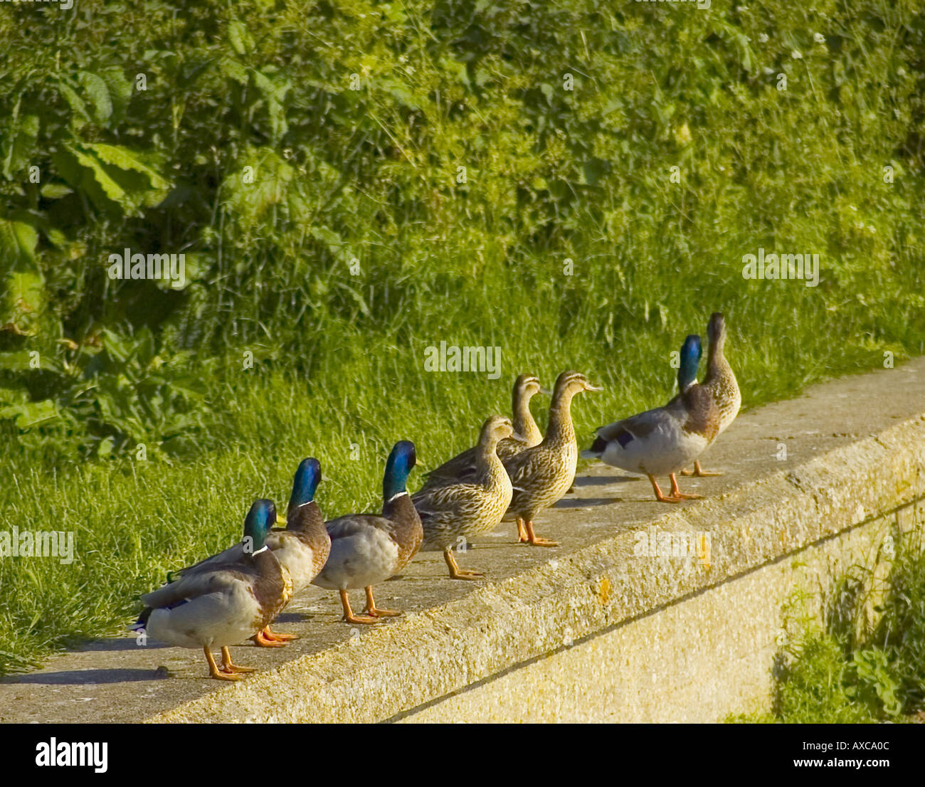 tring reservoirs nature reserve and canal reservoir buckinghamshire the ...