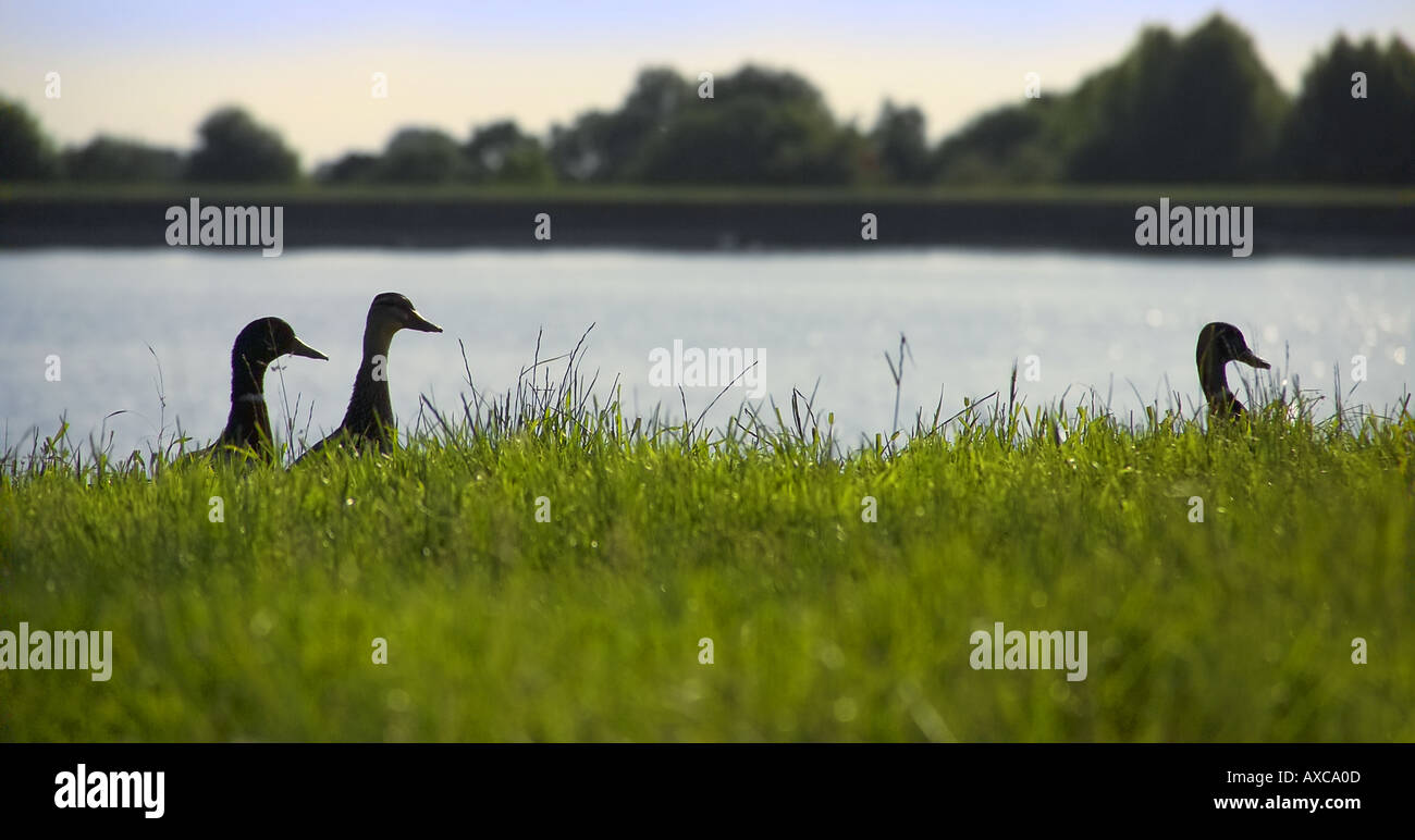 tring reservoirs nature reserve and canal reservoir buckinghamshire the ...