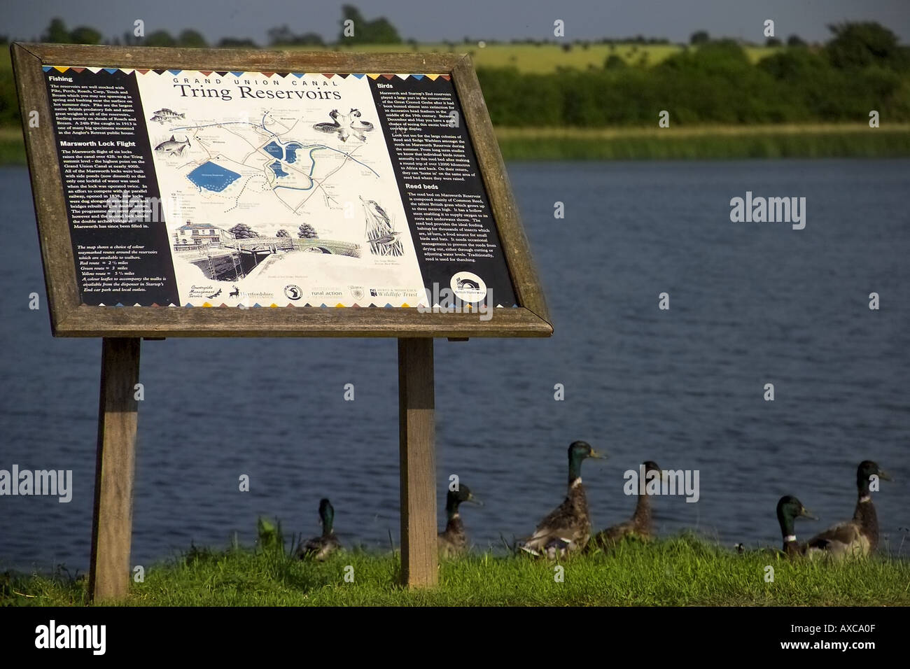 tring reservoirs nature reserve and canal reservoir buckinghamshire the ...