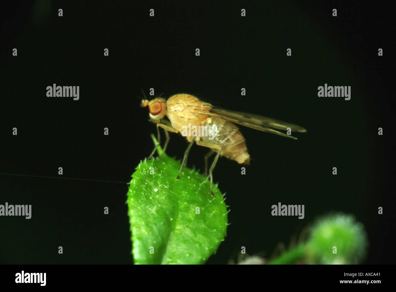 Ugly Bug macro of insect Stock Photo - Alamy