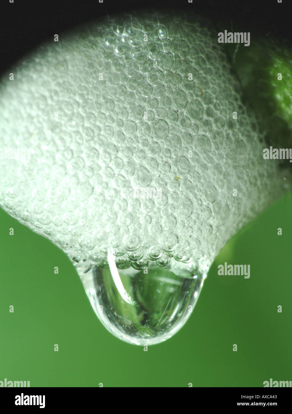 cuckoo spit with drop macro of white foam nest Stock Photo - Alamy