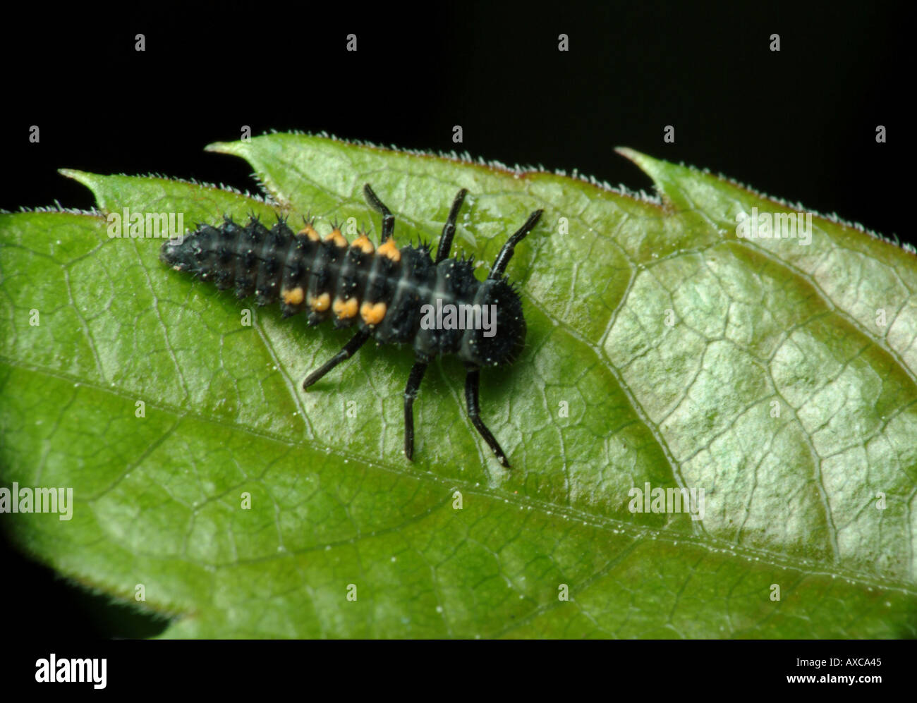 Yellow bug hi-res stock photography and images - Alamy