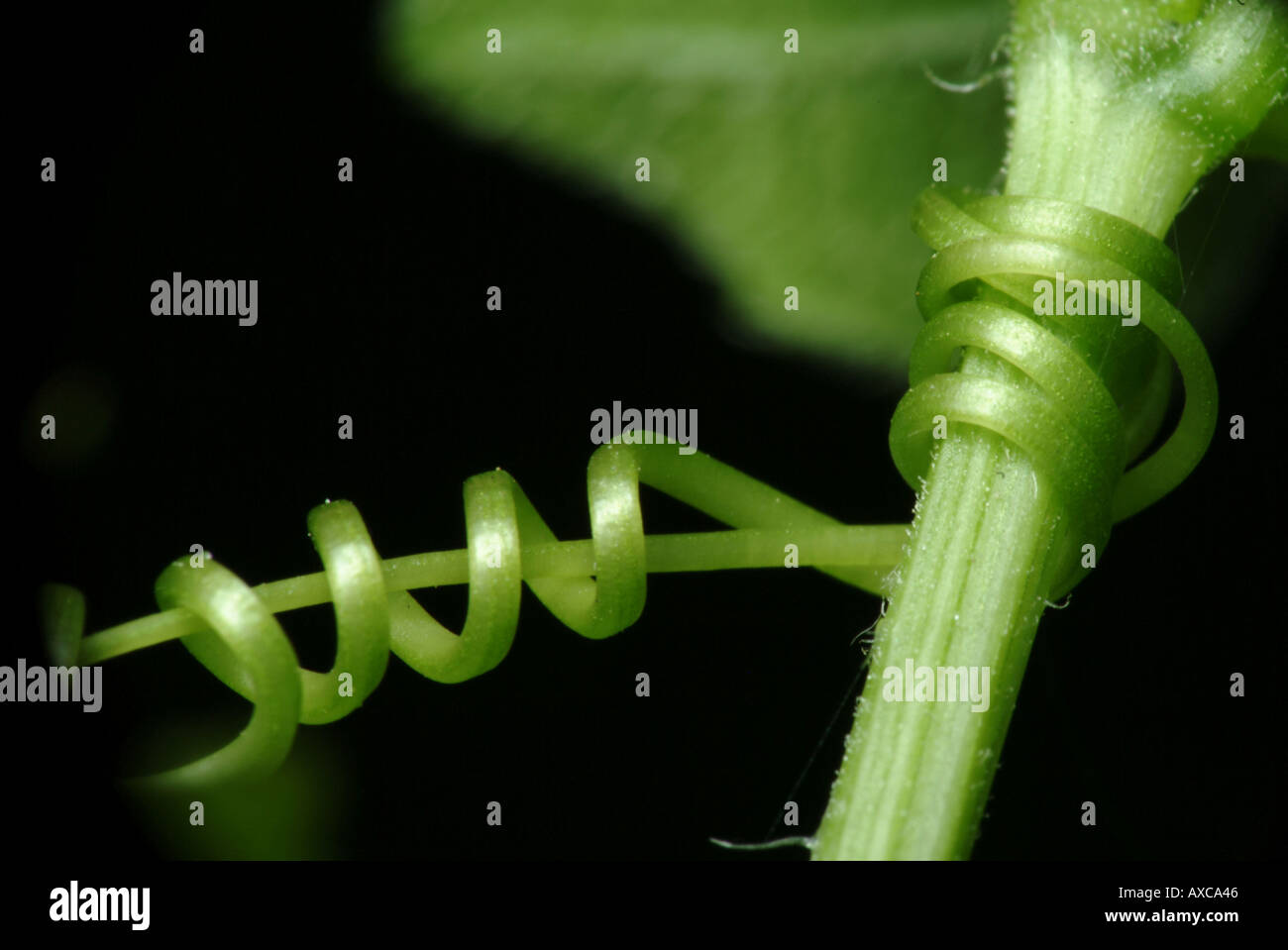 Green spiral climbing climbing tendril macro plant nature Stock Photo ...