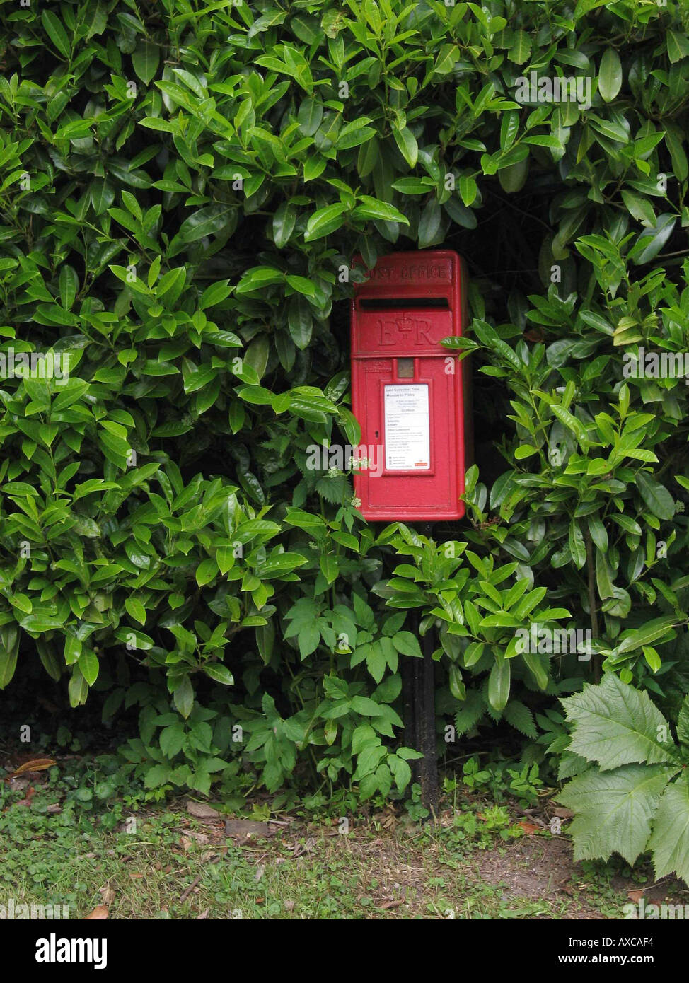 Red laurel hi-res stock photography and images - Alamy