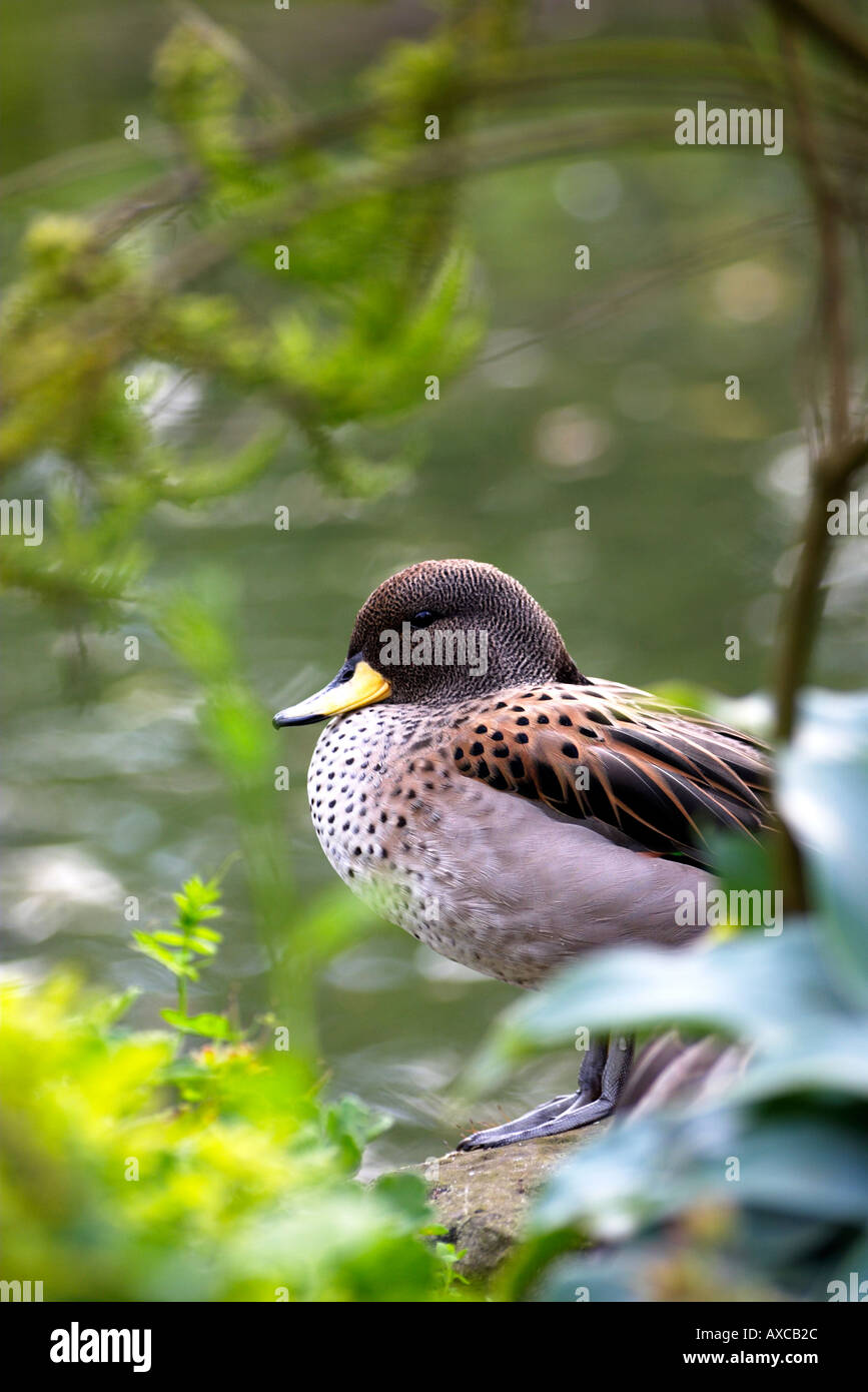 Bald pate wigeon duck hi-res stock photography and images - Alamy