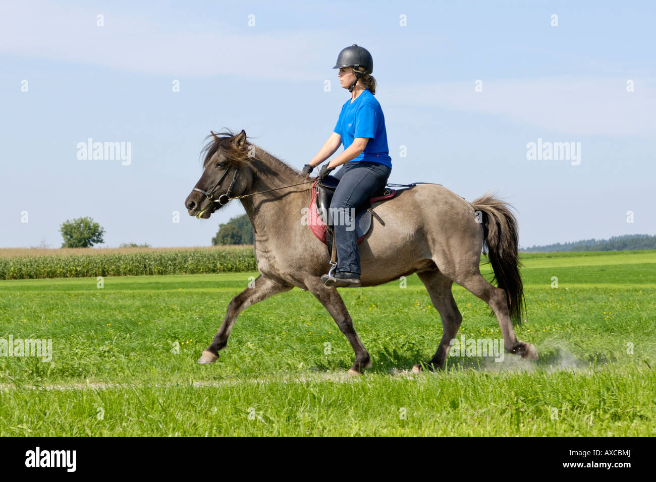 Rider riding horse pony tolt hi-res stock photography and images - Alamy