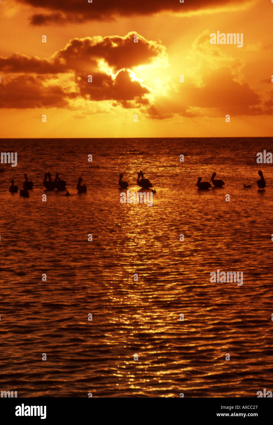 Florida sand bar sunset hi-res stock photography and images - Alamy