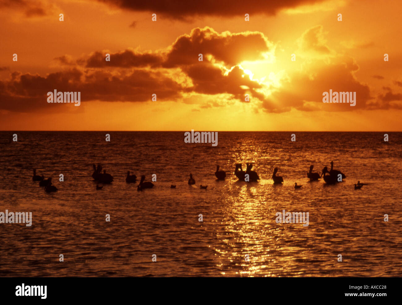 Florida sand bar sunset hi-res stock photography and images - Alamy
