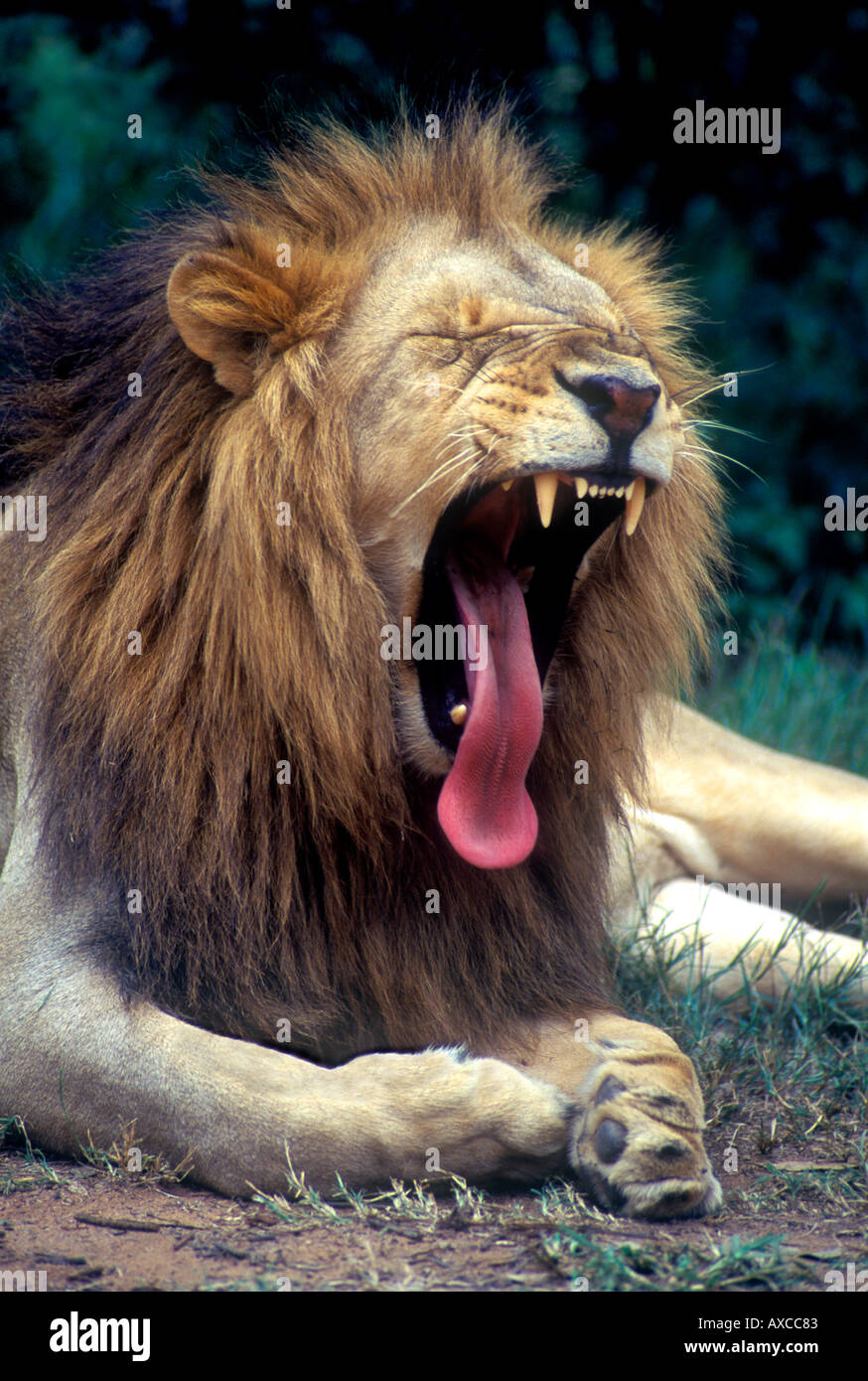 male; lion; lying; down; kruger national park; south africa; kruger ...