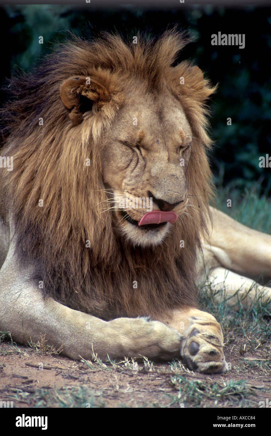 male; lion; lying; down; kruger national park; south africa; kruger ...