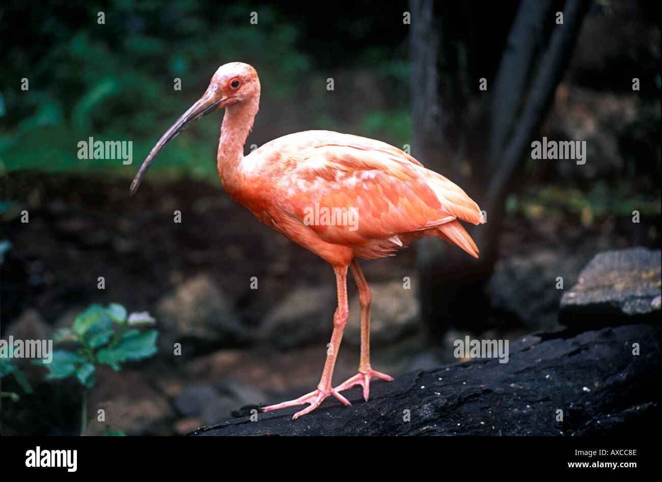 Pink ibis hi-res stock photography and images - Alamy