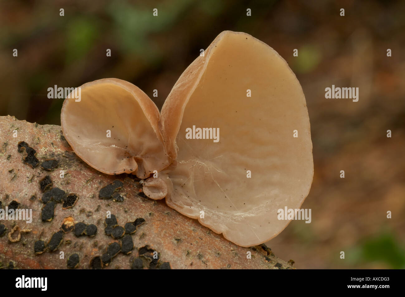 Wood ear fungus elder hi-res stock photography and images - Alamy