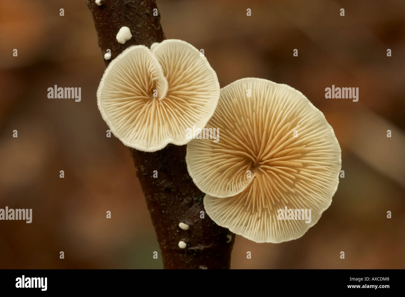 Variable Oysterling - Crepidotus variabilis Stock Photo - Alamy