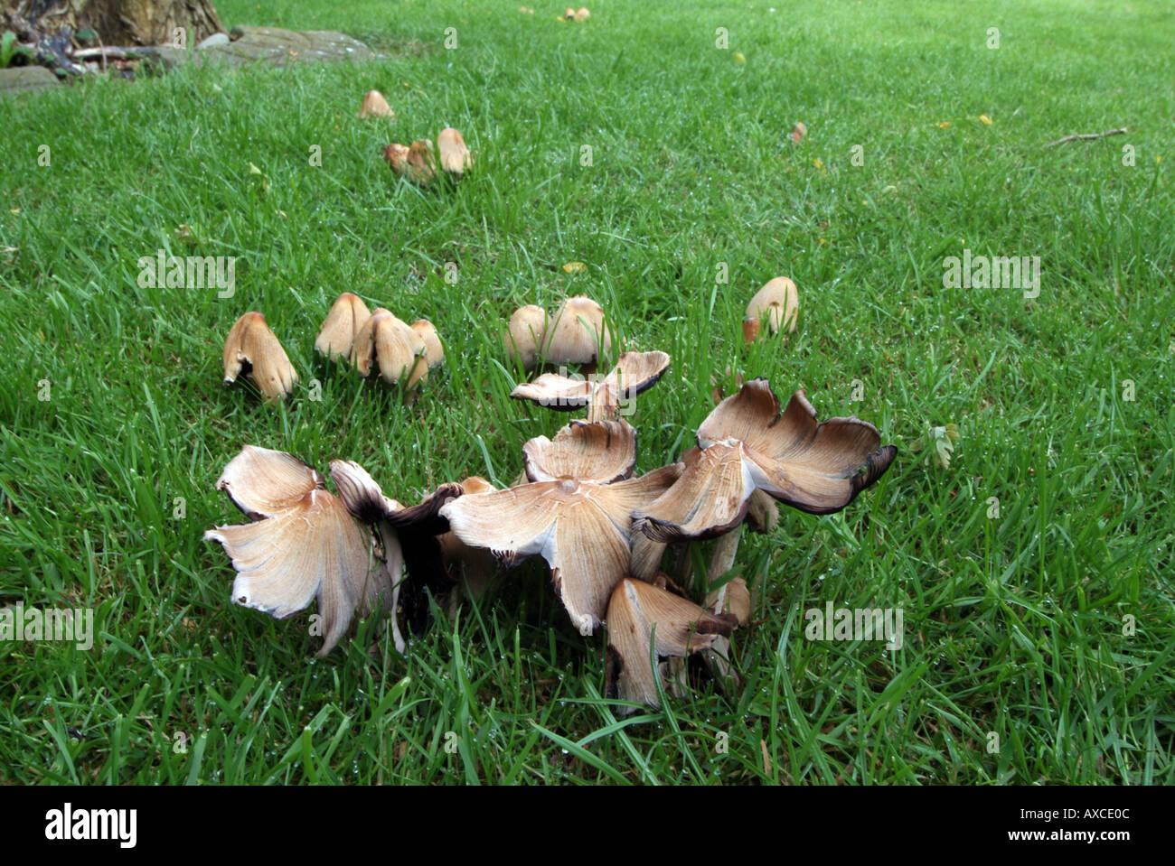 Fungi growing on grass lawn to domestic dwelling house Stock Photo - Alamy