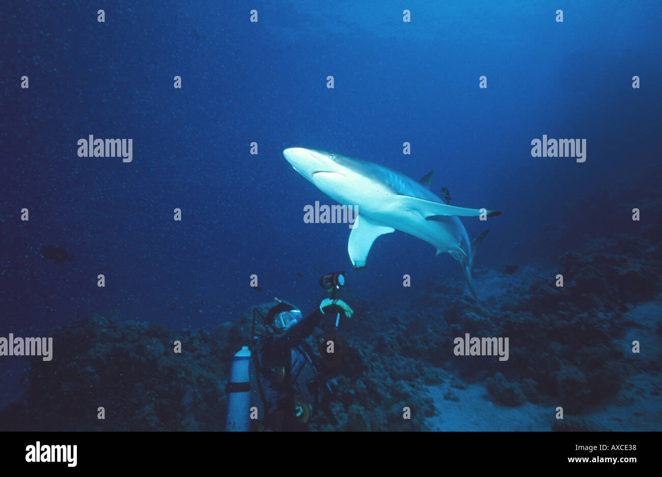 Carcharhinus falciformis indian ocean hi-res stock photography and ...