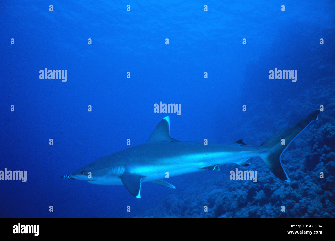 Silvertip Shark Carcharhinus albimarginatus Sudan Red Sea Sha ab Rumi ...
