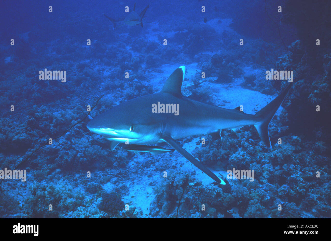 Silvertip Shark Carcharhinus albimarginatus Sudan Red Sea Sha ab Rumi ...