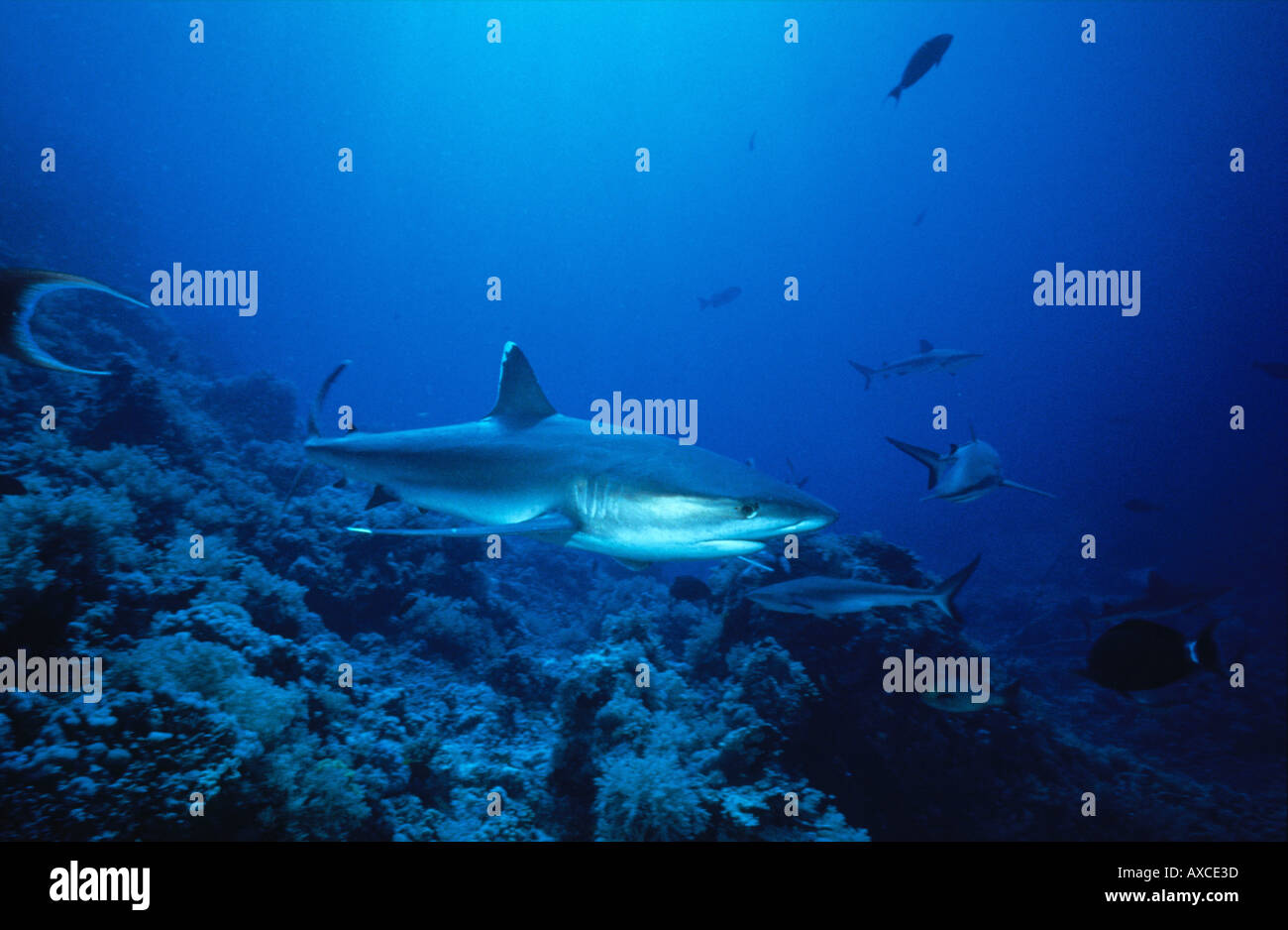 Silvertip Shark Carcharhinus albimarginatus Sudan Red Sea Sha ab Rumi ...