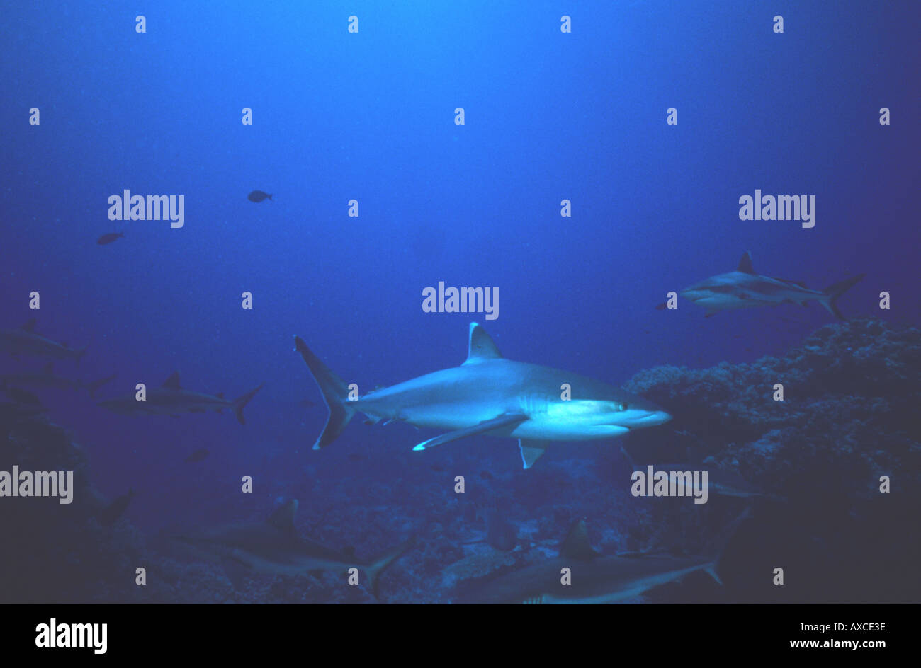 Silvertip Shark Carcharhinus albimarginatus Sudan Red Sea Sha ab Rumi ...