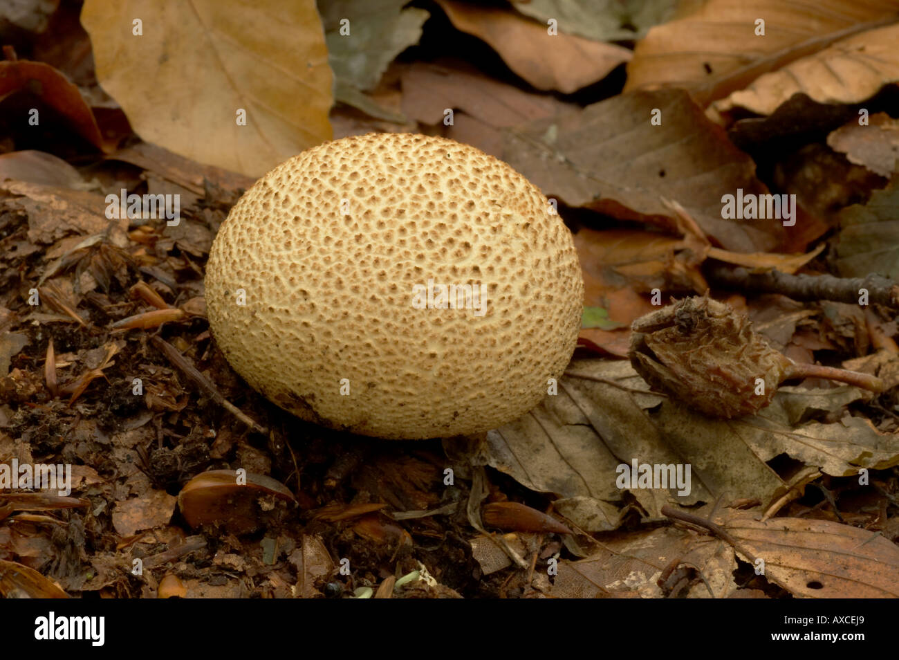 Common Earth Ball - Scleroderma citrinum Stock Photo - Alamy