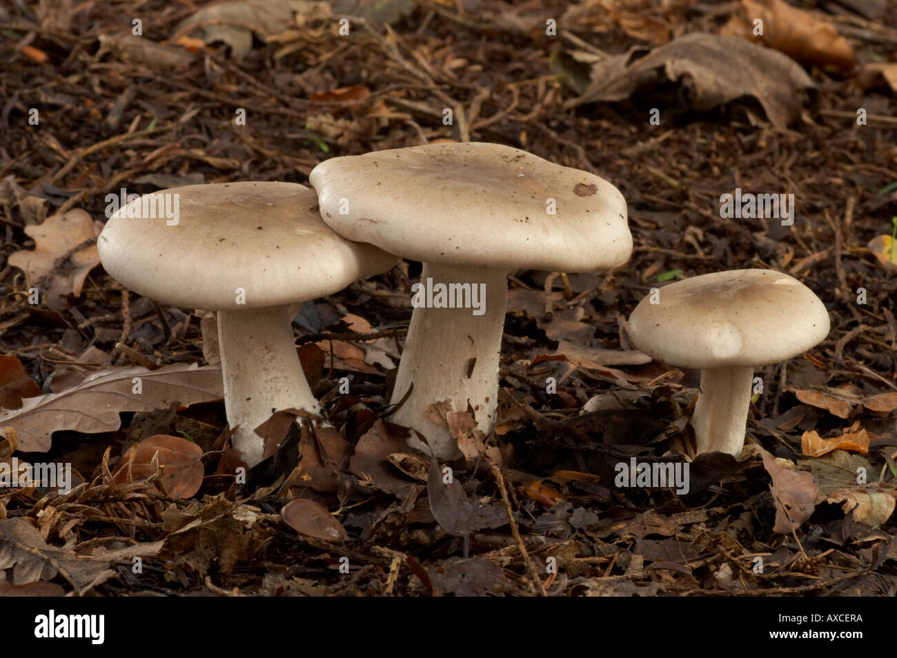 Clouded Agaric - Clitocybe nebularis Stock Photo - Alamy