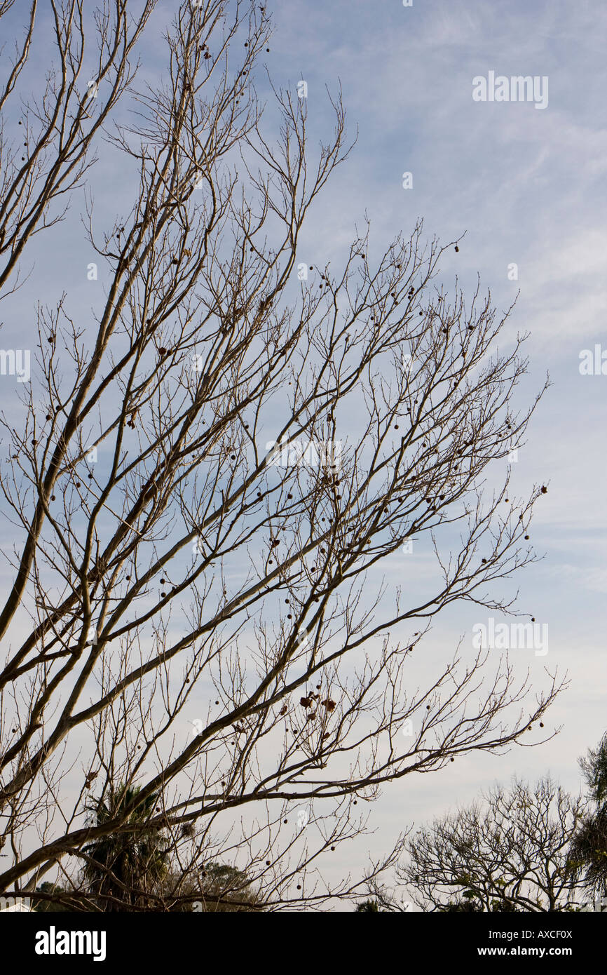 Tree Branches and Limbs Stock Photo - Alamy