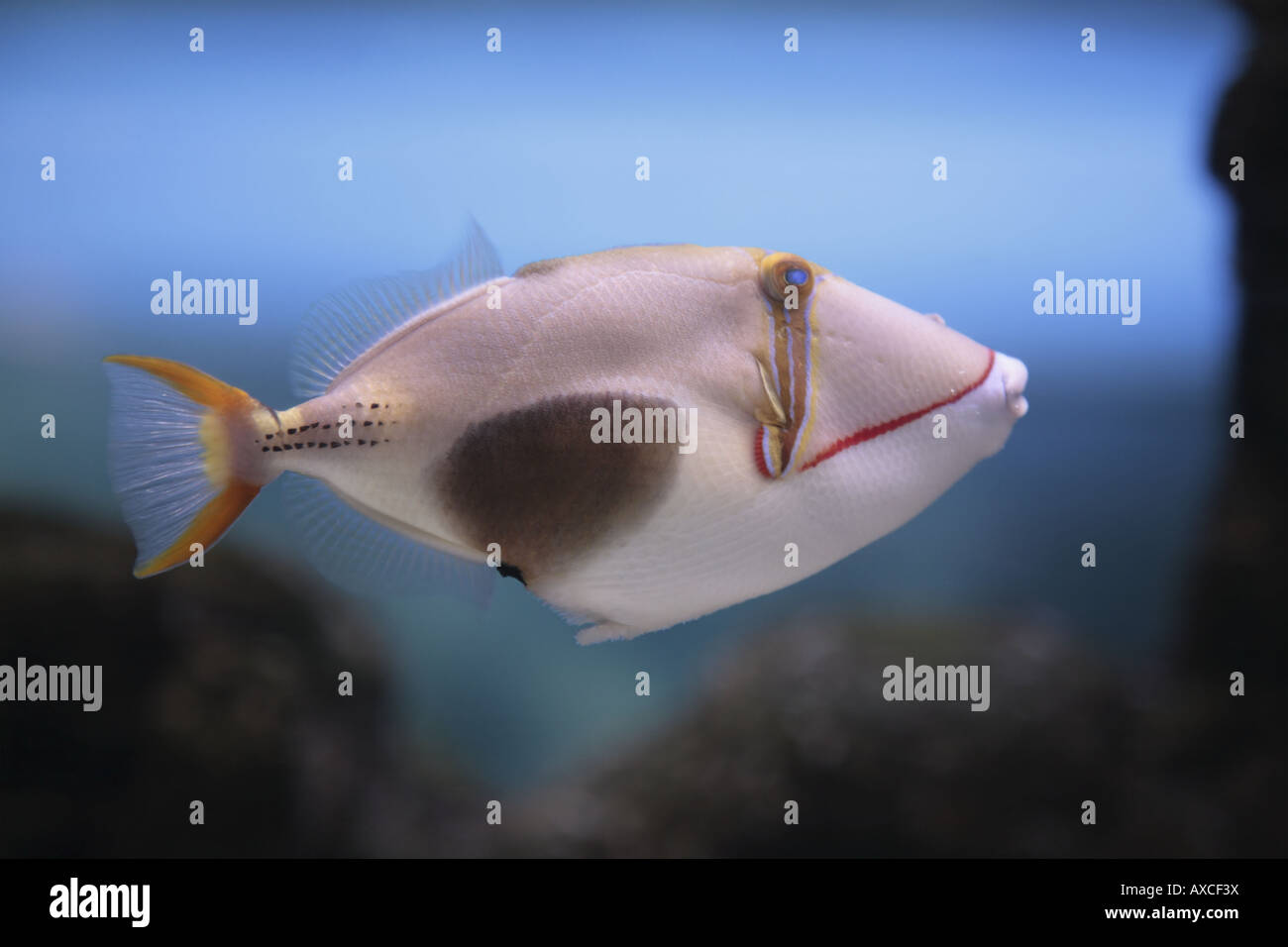Trigger fish hi-res stock photography and images - Alamy